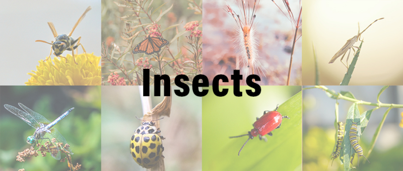 Latest News, Blog and Editorial - Lovatts Crossword Puzzles Games & Trivia